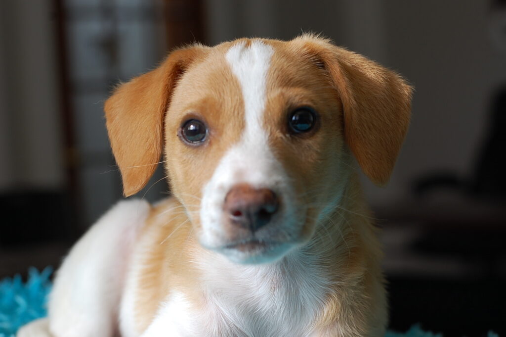 HOW TO ADOPT – Appalachian Highlands Humane Society